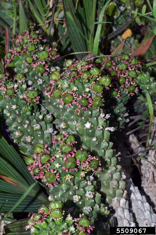 medusa's head (Euphorbia caput-medusae L.)