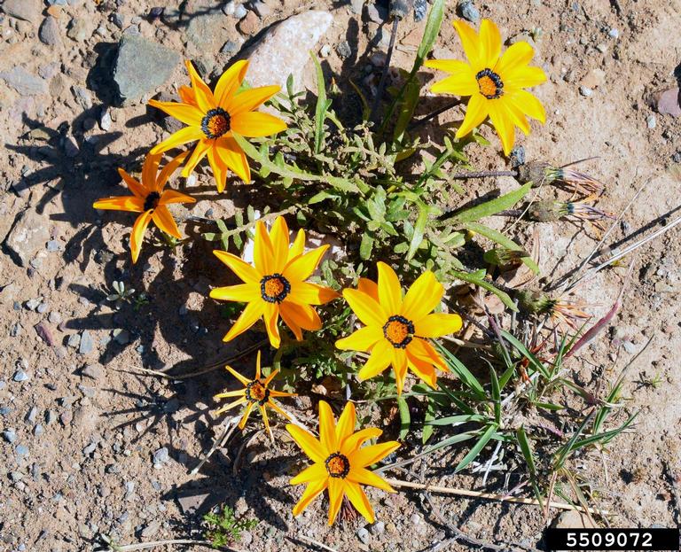 gazania (Gazania pectinata (Thunb.) Spreng.)