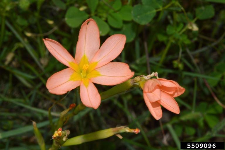 one-leaf Cape-tulip (Moraea flaccida (Sweet) Steud.)