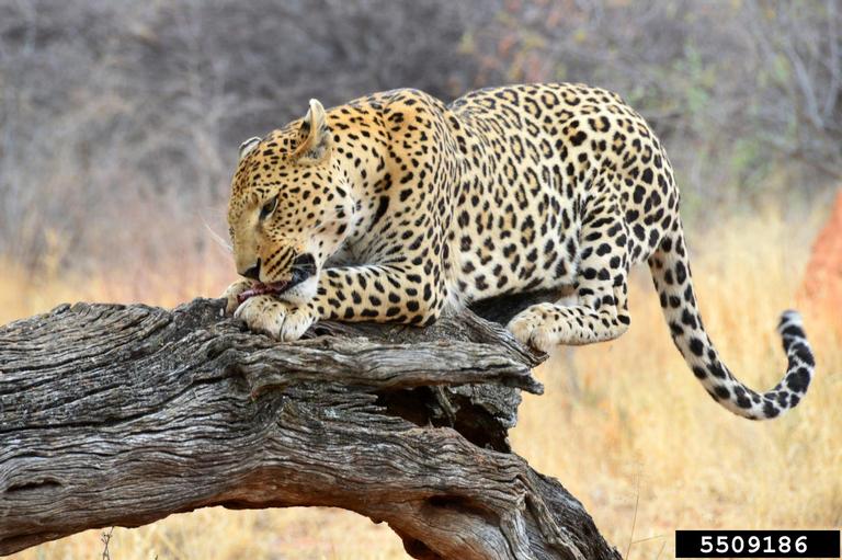 African leopard, Panthera pardus pardus (Carnivora: Felidae) - 5509186