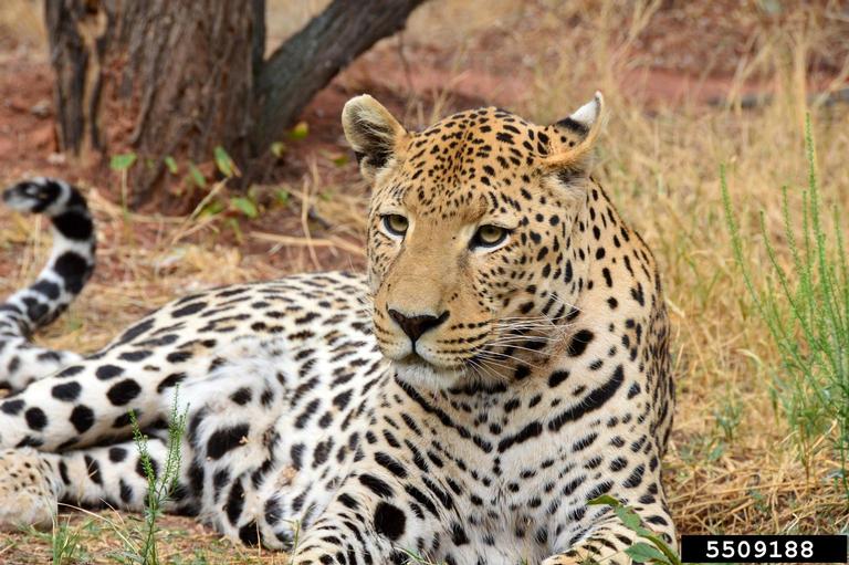 African leopard (Panthera pardus pardus (Linnaeus, 1758))