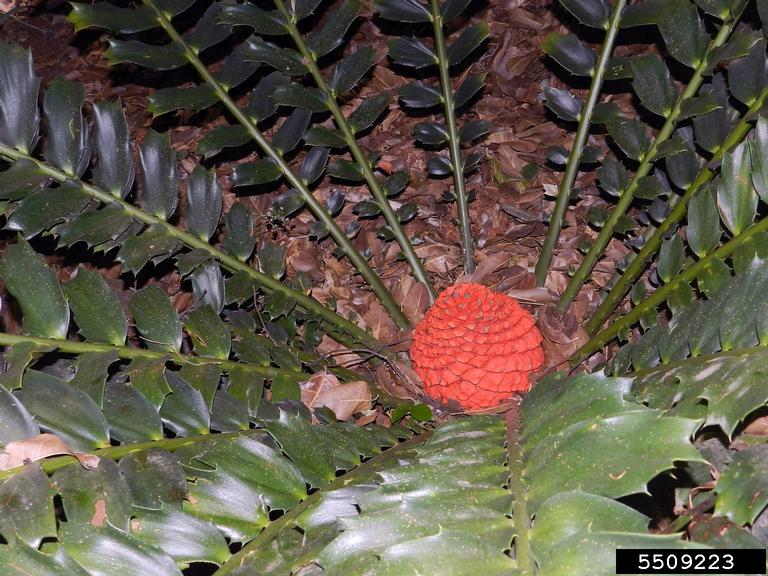 Zululand cycad (Encephalartos ferox G. Bertol.)
