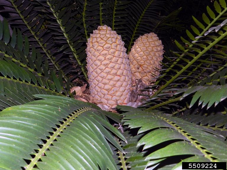Phylum Cycadophyta Genus: Cycas (Cycad)