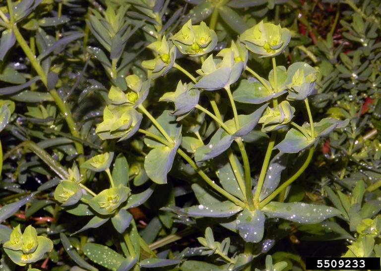 spurge (Genus Euphorbia L.)