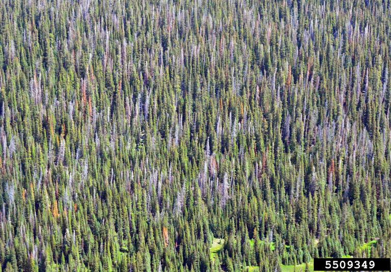 western balsam bark beetle (Dryocoetes confusus Swaine, 1912)
