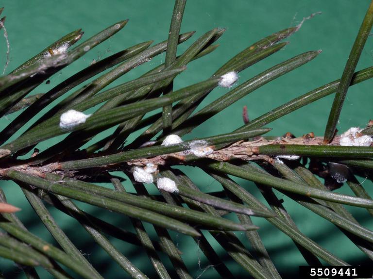 Cooley spruce gall adelgid (Adelges cooleyi (Gillette, 1907))