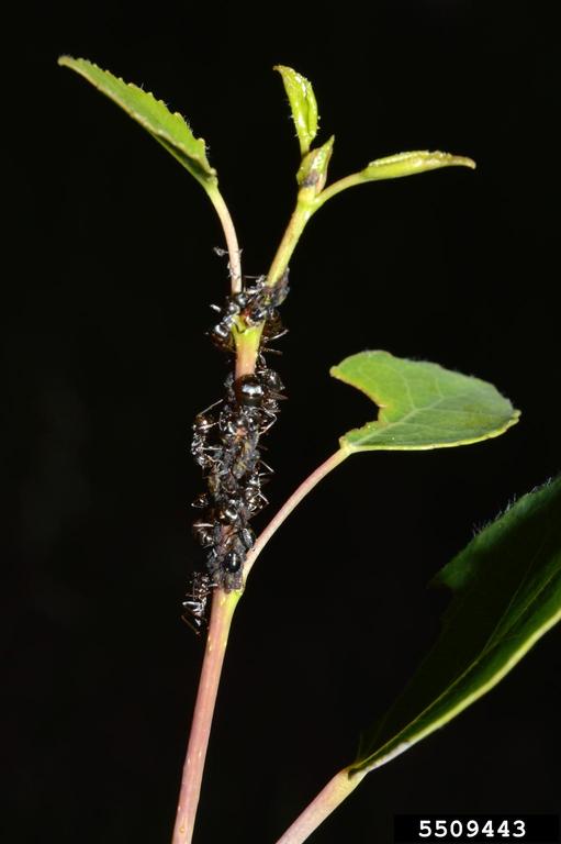 ants (Formicidae) (Family Formicidae)