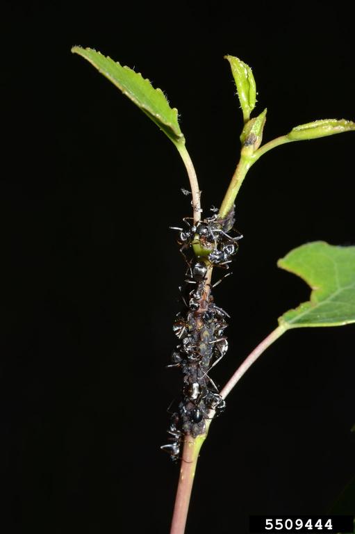 ants (Formicidae) (Family Formicidae)