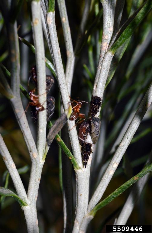 ants (Formicidae) (Family Formicidae)