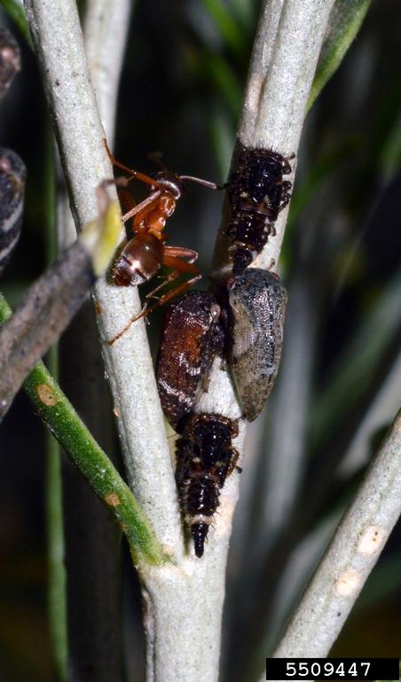ants (Formicidae) (Family Formicidae)