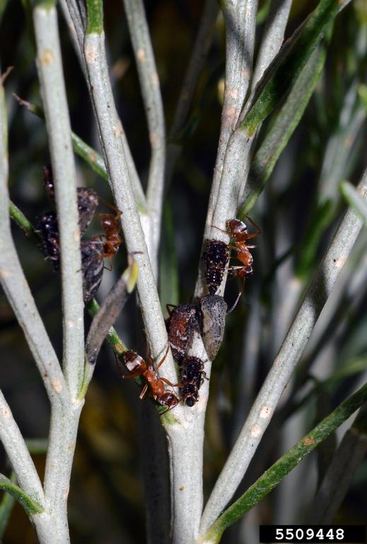 ants (Formicidae) (Family Formicidae)