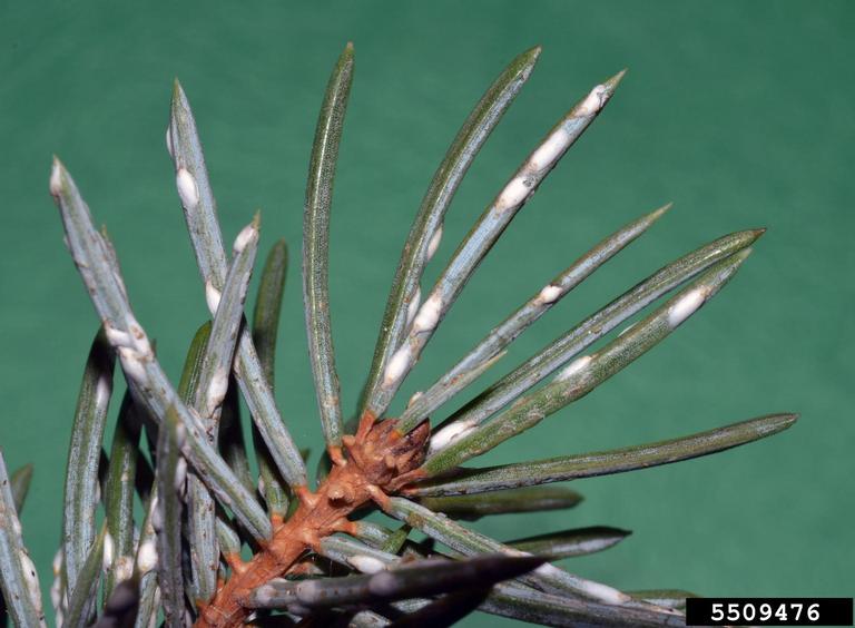pine needle scale (Chionaspis pinifoliae (Fitch))