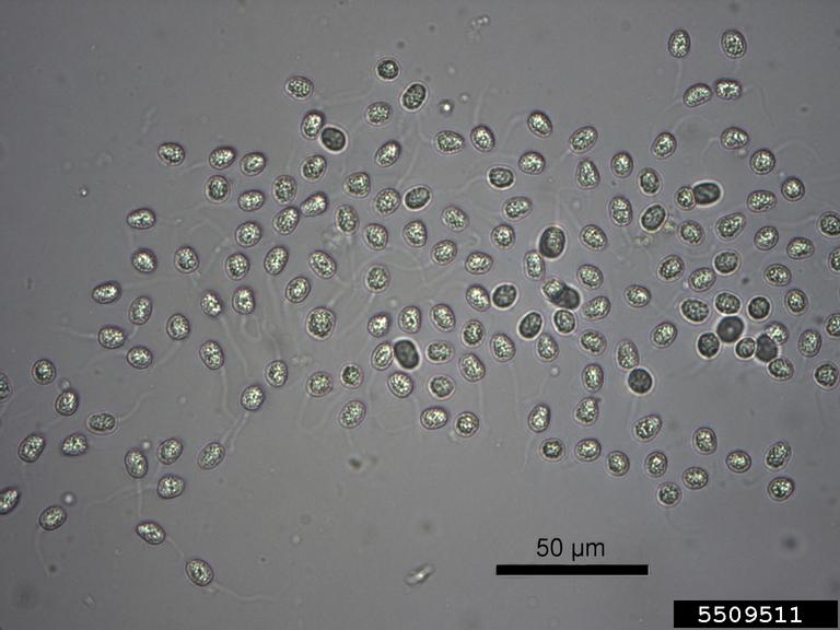 Phyllosticta leaf spot (Phyllosticta minima (Berk. & M.A. Curtis ...