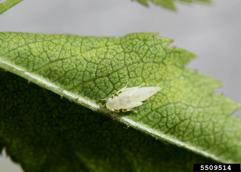 rose leafhopper (Edwardsiana rosae (Linnaeus, 1758))
