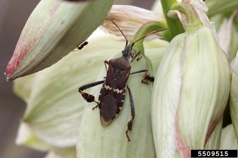 leaffooted bug (Leptoglossus phyllopus (Linnaeus))