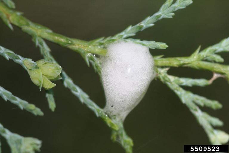 juniper spittlebug (Clastoptera juniperina)