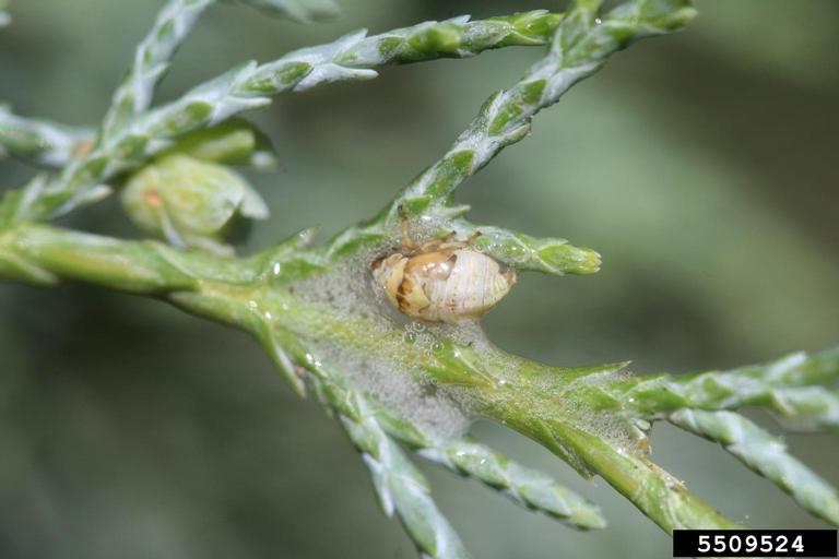 juniper spittlebug (Clastoptera juniperina)