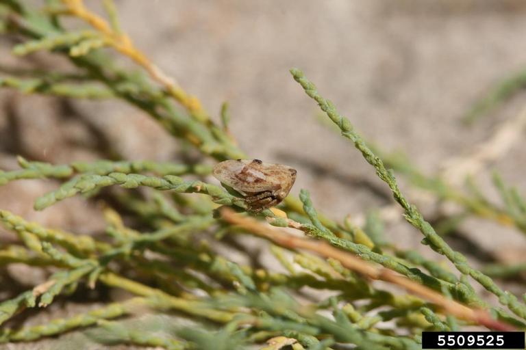 juniper spittlebug (Clastoptera juniperina Ball, 1919)