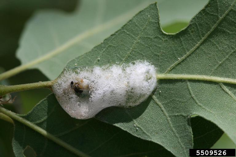 spittlebugs (Genus Clastoptera Germar 1839)