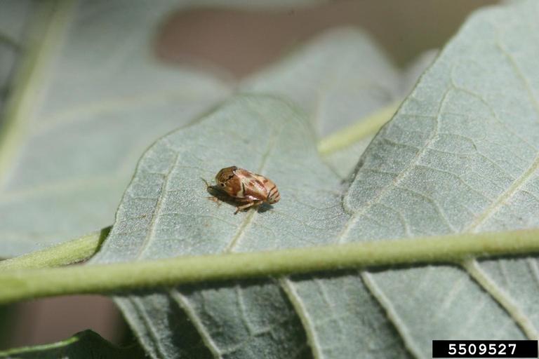 spittlebugs (Genus Clastoptera Germar 1839)