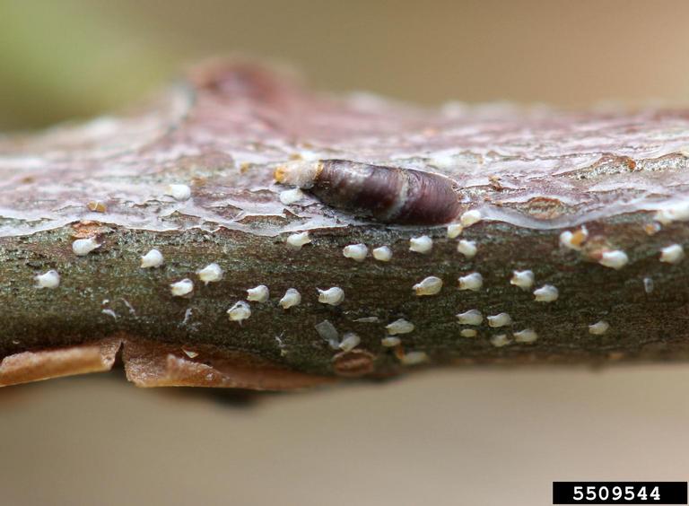 oystershell scale (Lepidosaphes ulmi)