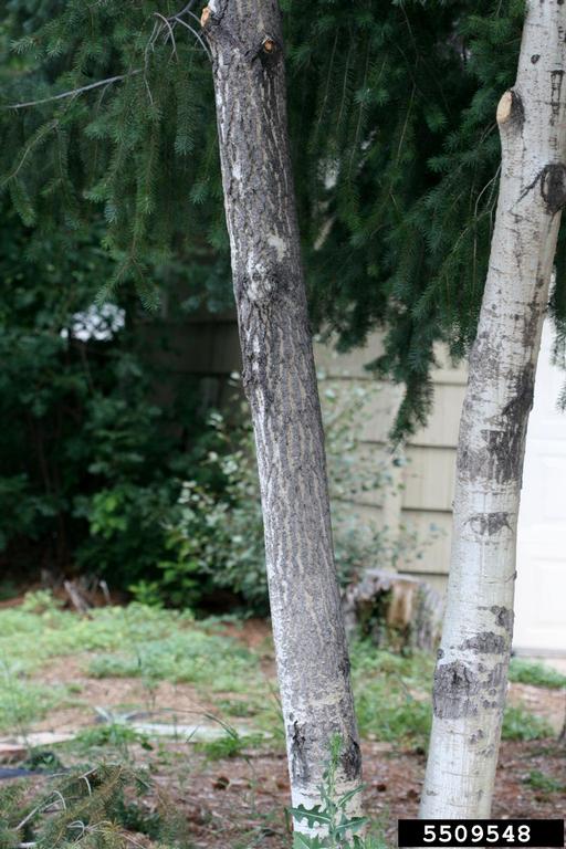 oystershell scale (Lepidosaphes ulmi)