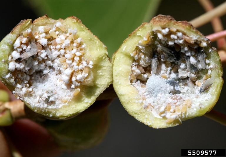 poplar twiggall aphid (Pemphigus populiramulorum)