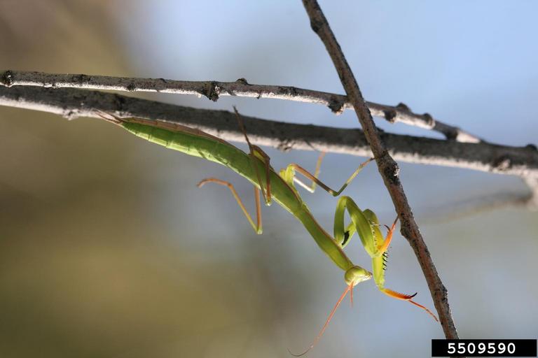 European mantid (Mantis religiosa (Linnaeus 1758))
