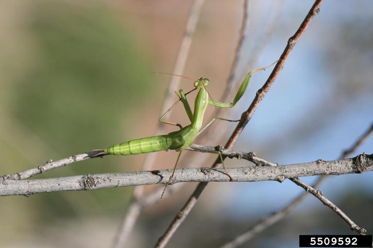 European mantid (Mantis religiosa (Linnaeus 1758))