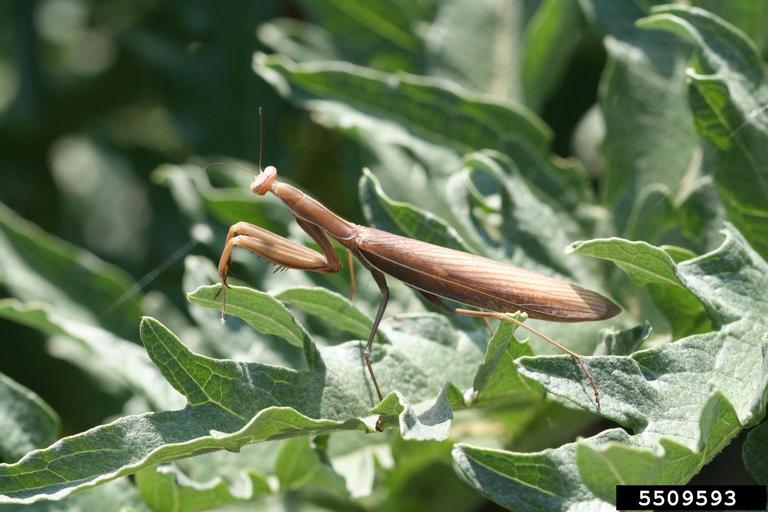 European mantid (Mantis religiosa (Linnaeus 1758))
