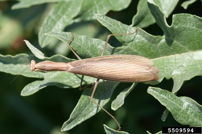 European mantid, Mantis religiosa (Mantodea: Mantidae) - 5509594