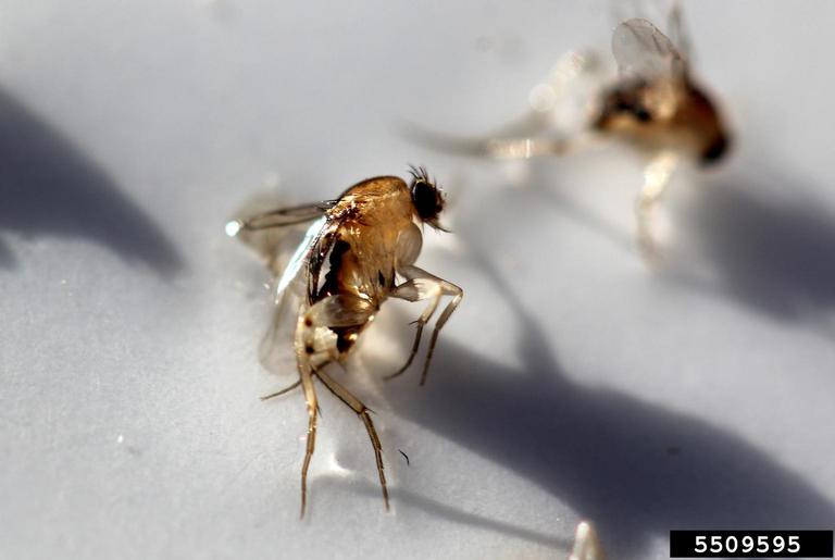 humpbacked fly, Megaselia scalaris (Diptera: Phoridae) - 5509595