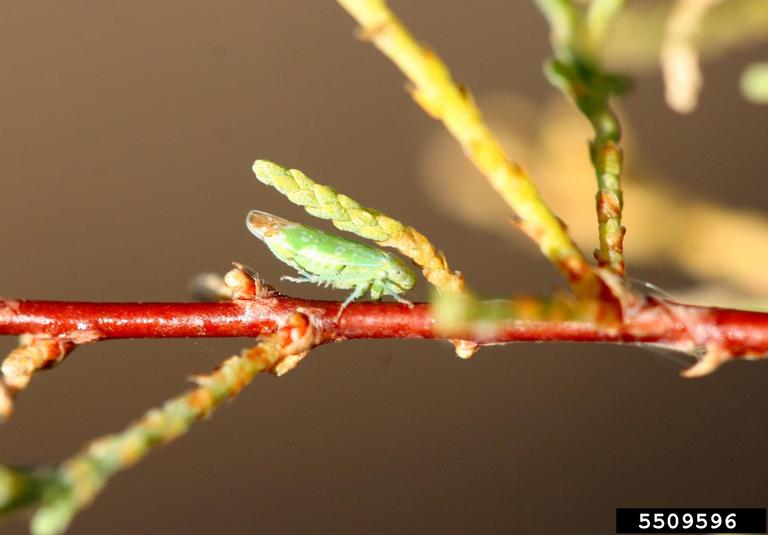 tamarix leafhopper (Opsius stactogalus Fieber, 1866)