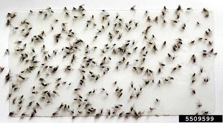 humpbacked fly (Megaselia scalaris (Loew, 1866))