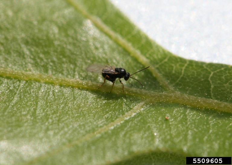 Cynipid wasp (Callirhytis flavipes)