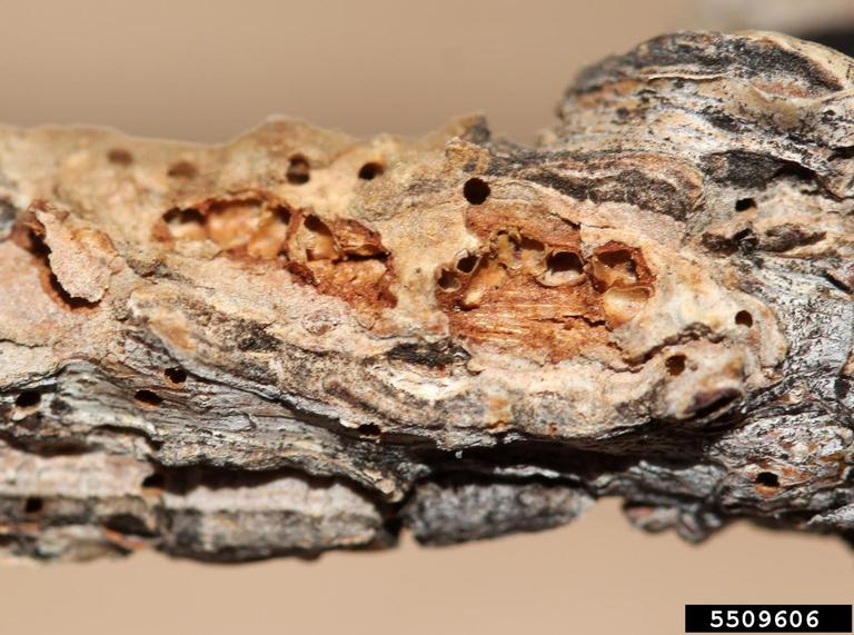 Cynipid wasp (Callirhytis flavipes)