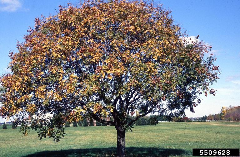 goldenrain tree (Koelreuteria paniculata Laxm.)