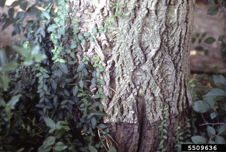 English walnut, Juglans regia (Juglandales: Juglandaceae) - 5509636