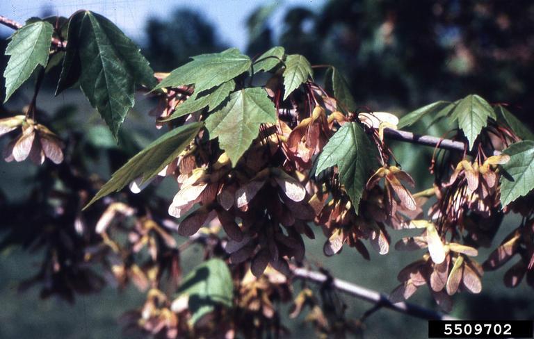 red maple (Acer rubrum L.)