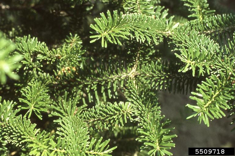 Fraser fir (Abies fraseri (Pursh) Poir.)