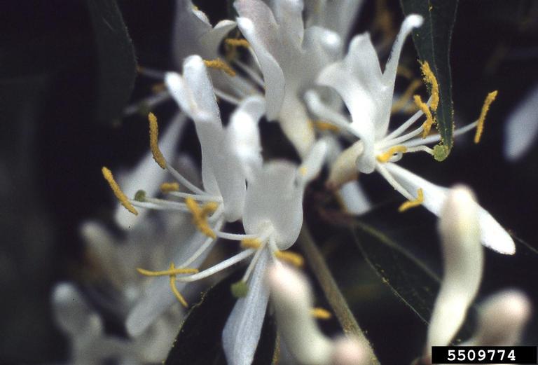 Amur honeysuckle (Lonicera maackii (Rupr.) Herder)