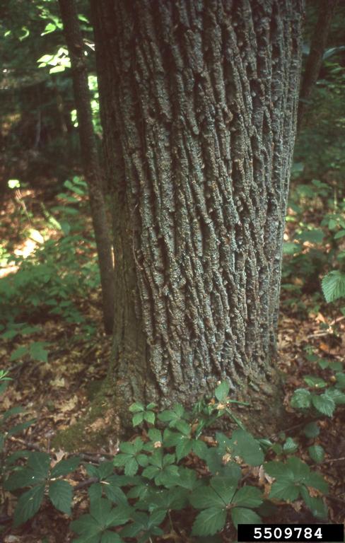 yellow-poplar (Liriodendron tulipifera L.)