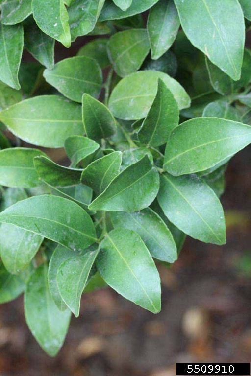 Citrus tachibana (Citrus reticulata cv. Citrus tachibana)