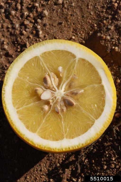 CPB-4475 (Citrumelo hybrid cv. CPB-4475)