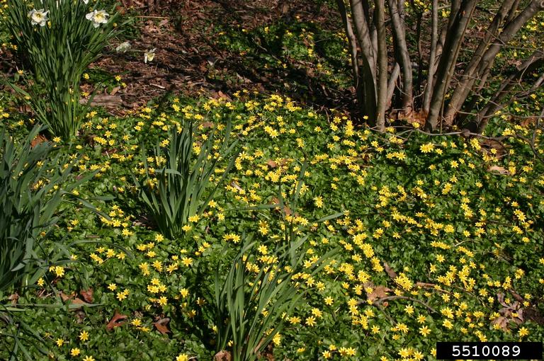 lesser celandine, fig buttercup (Ficaria verna Huds.)