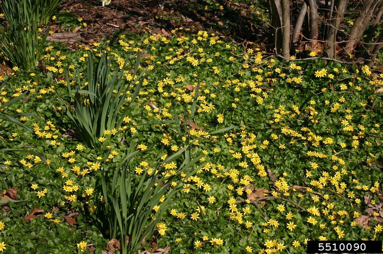 lesser celandine, fig buttercup (Ficaria verna)
