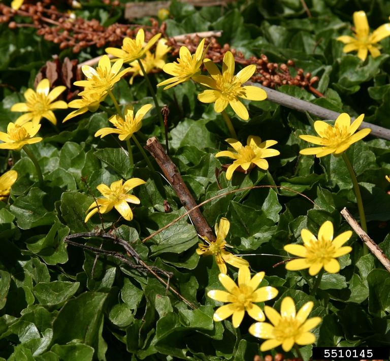 lesser celandine, fig buttercup (Ficaria verna)