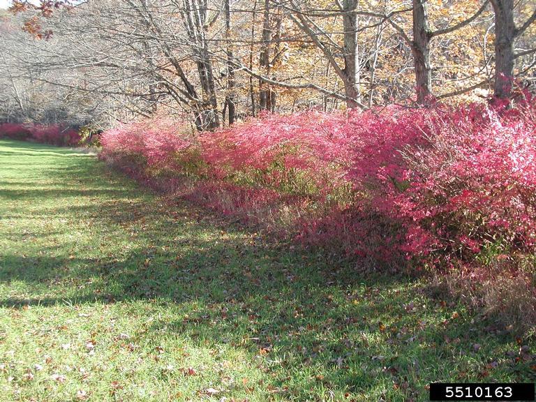winged burning bush (Euonymus alatus (Thunb.) Sieb.)