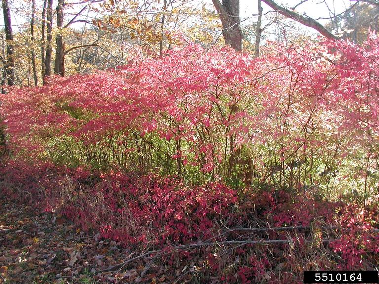 winged burning bush (Euonymus alatus (Thunb.) Sieb.)
