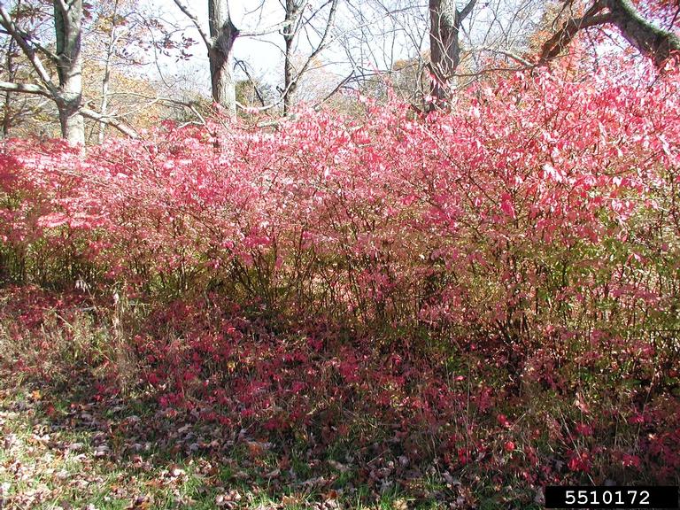 winged burning bush (Euonymus alatus (Thunb.) Sieb.)